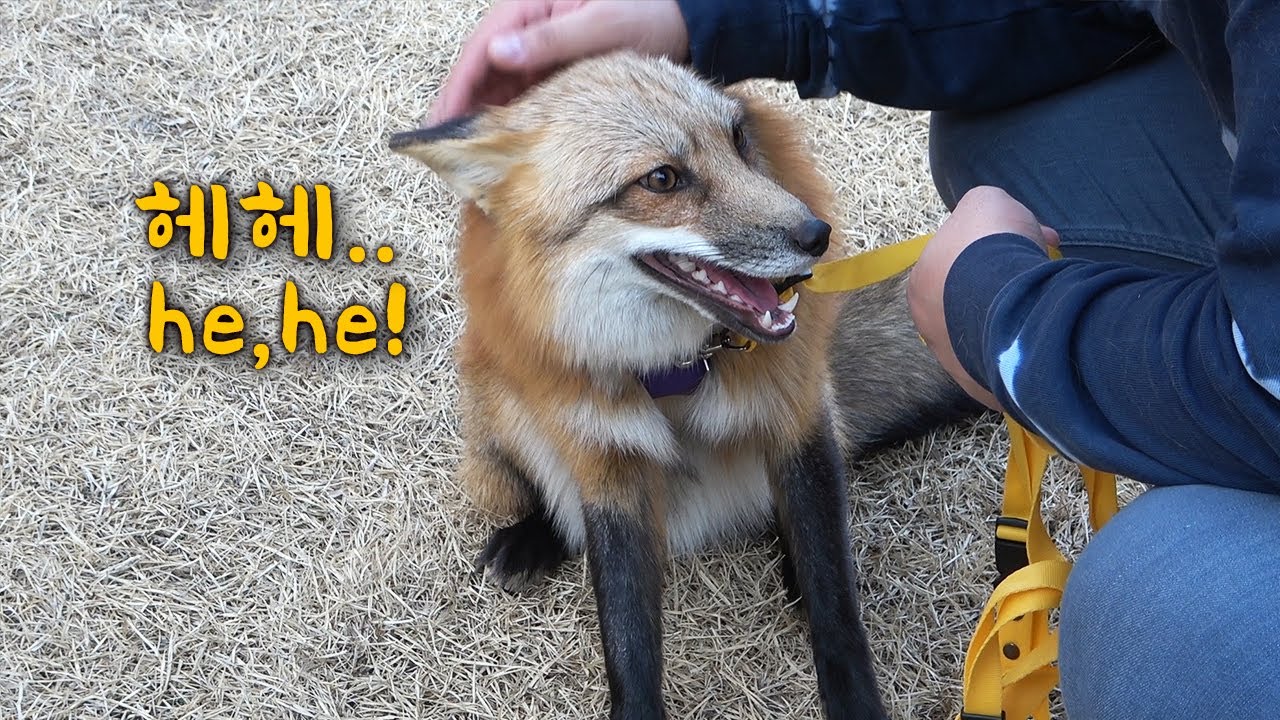 사람이 쓰다듬자 좋아죽는 여우반응 With 캣폭 ㅣthe Fox That Say Hehehe Youtube