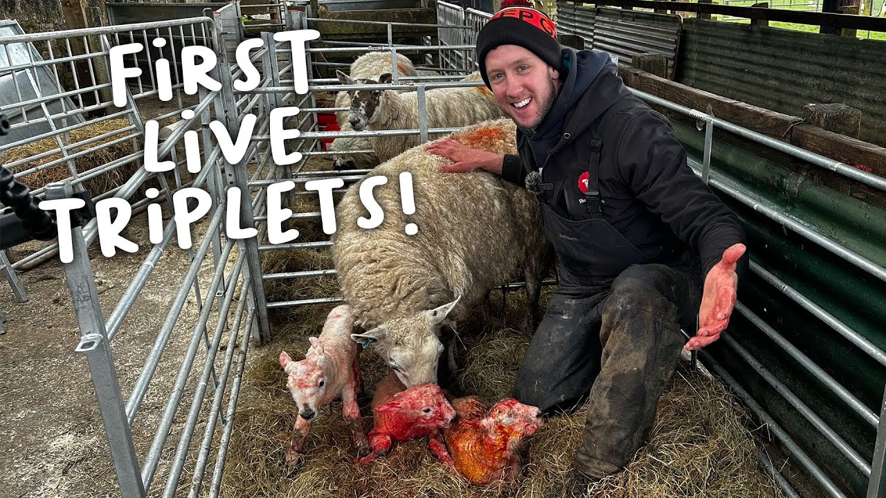 Lambing 2024 Begins Youtube
