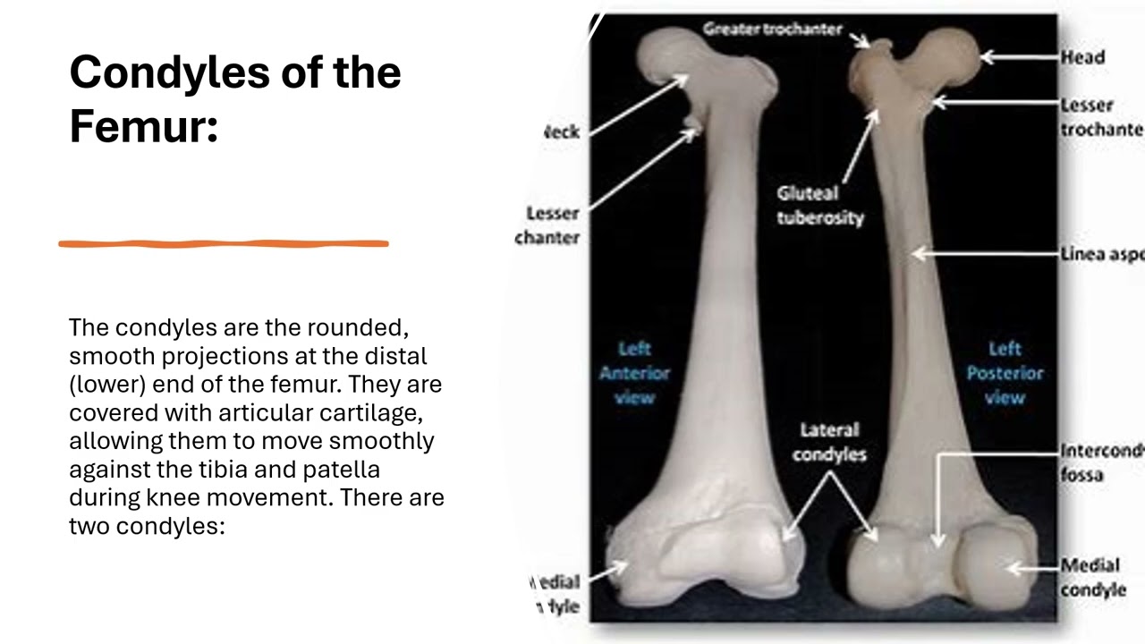 Epicondyle Vs Condyle Anatomy Standard Added A New Photo Anatomy