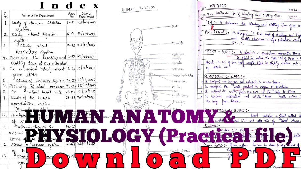 Human Anatomy And Physiology Practical File Pdf Download Yoyopharmacy