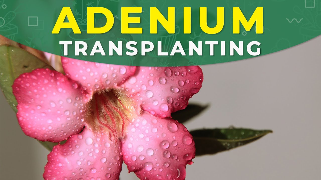 Adenium Transplanting Pruning Desert Rose Care Youtube