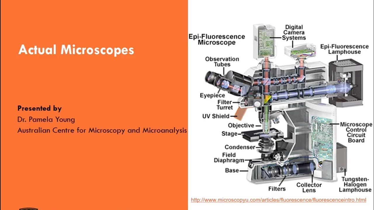 Intro To Light Microscopy 3 Actual Microscopes Part 3 Advanced