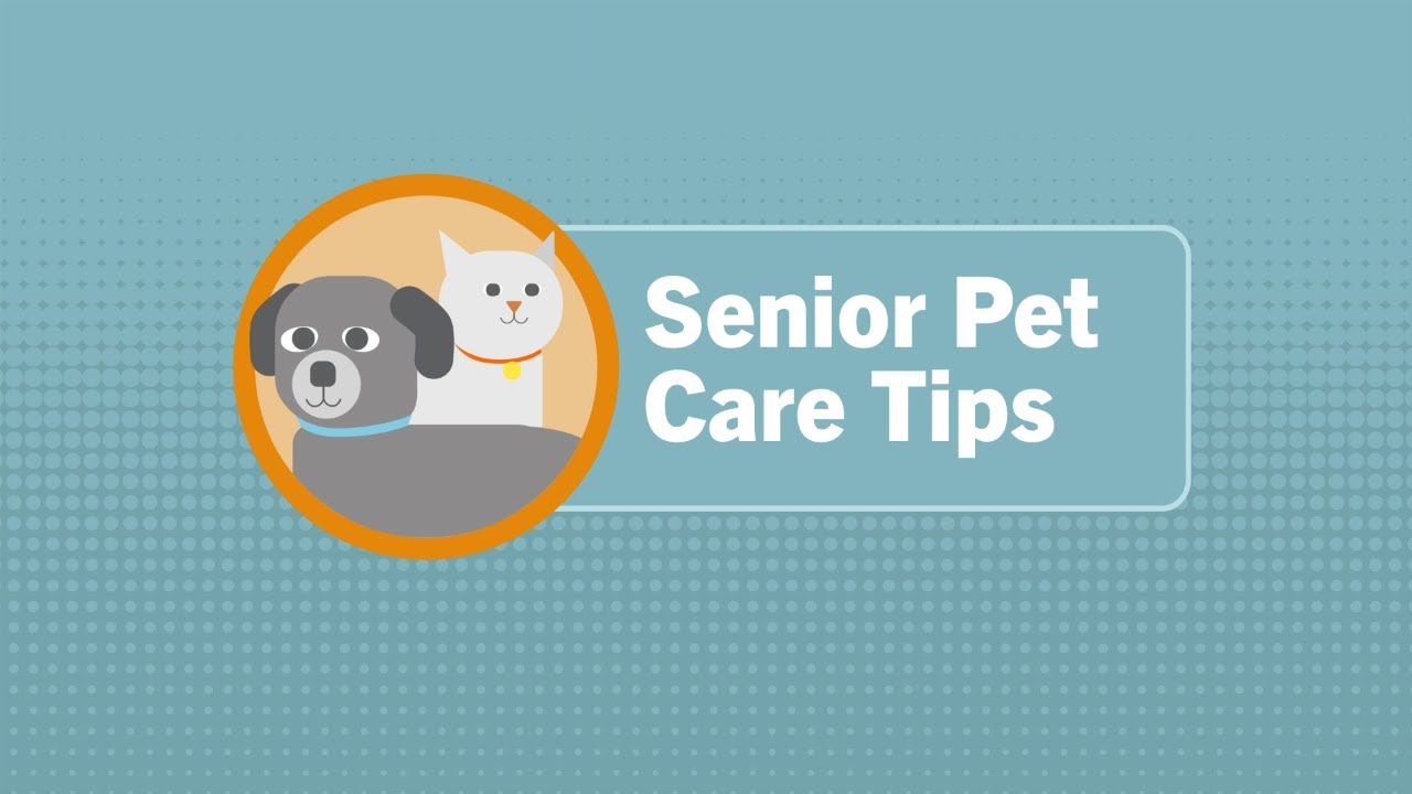 Senior Pet Care 101 Out Top Tips Inpet Shop