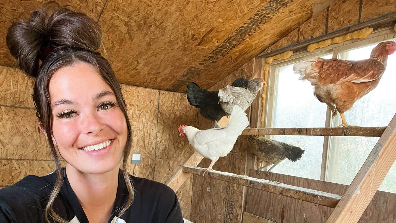 Chickens For Beginners Youtube