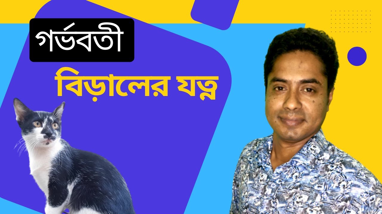 How To Care Pregnant Cat Caring For Pregnant Cats Pregnant Cat Care