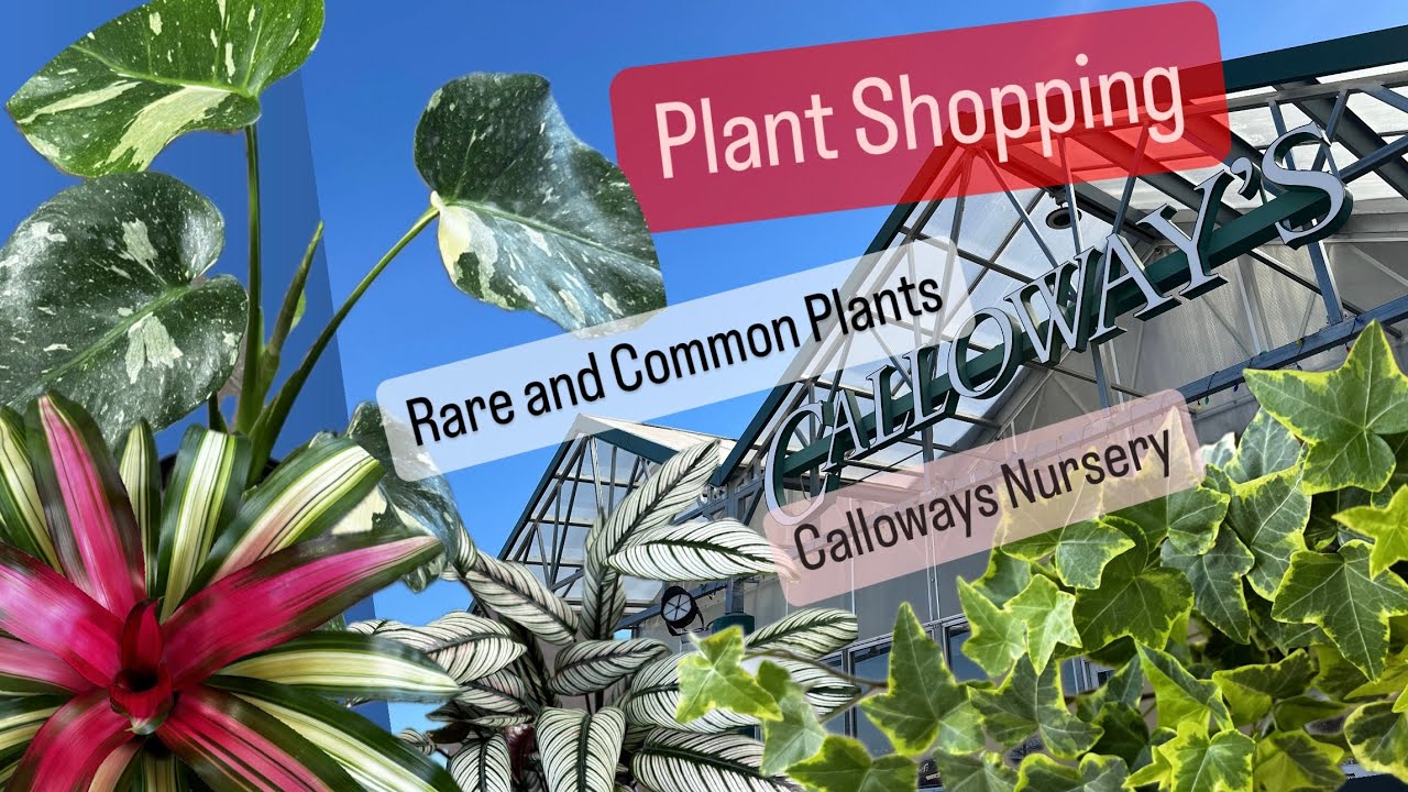 Plant Shopping Rare And Common Plants Calloway S Nursery Tour Youtube