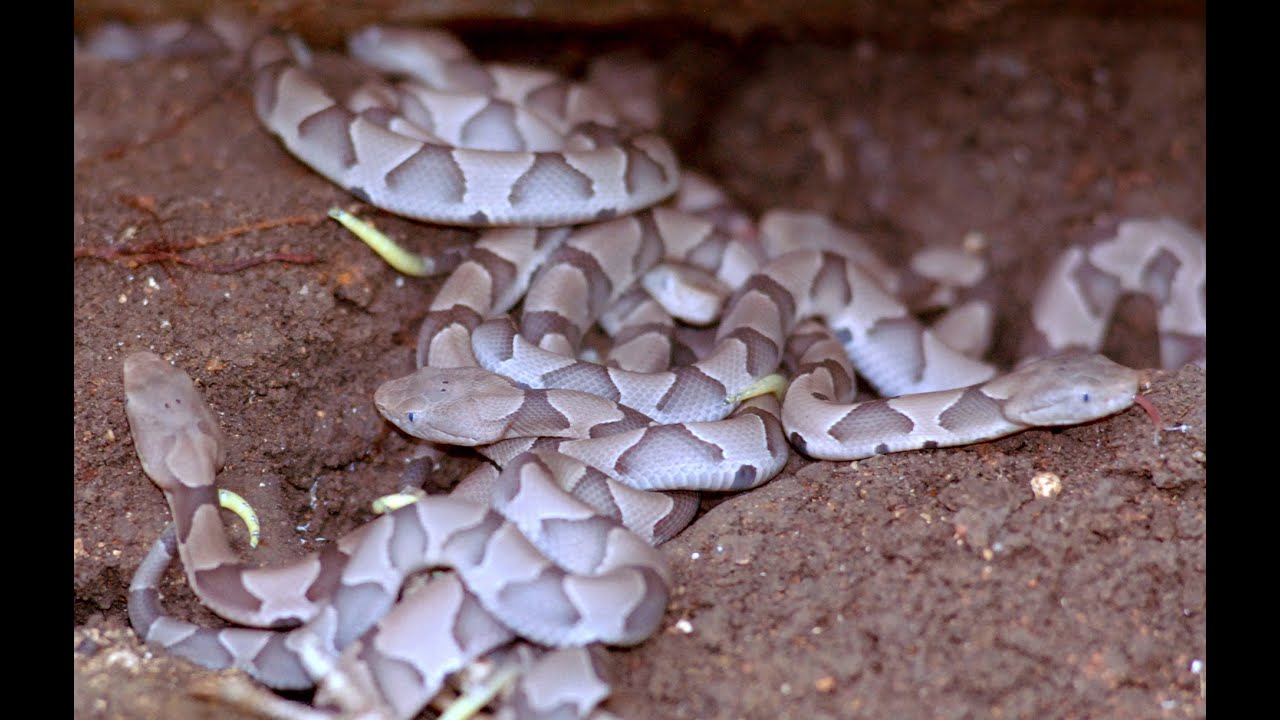 Copperhead Snake Nest
