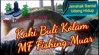 25 Jenahak Kolam Sebelum Pkpb Dibuli Penghuni Kolam Mf Fishing Muar ...