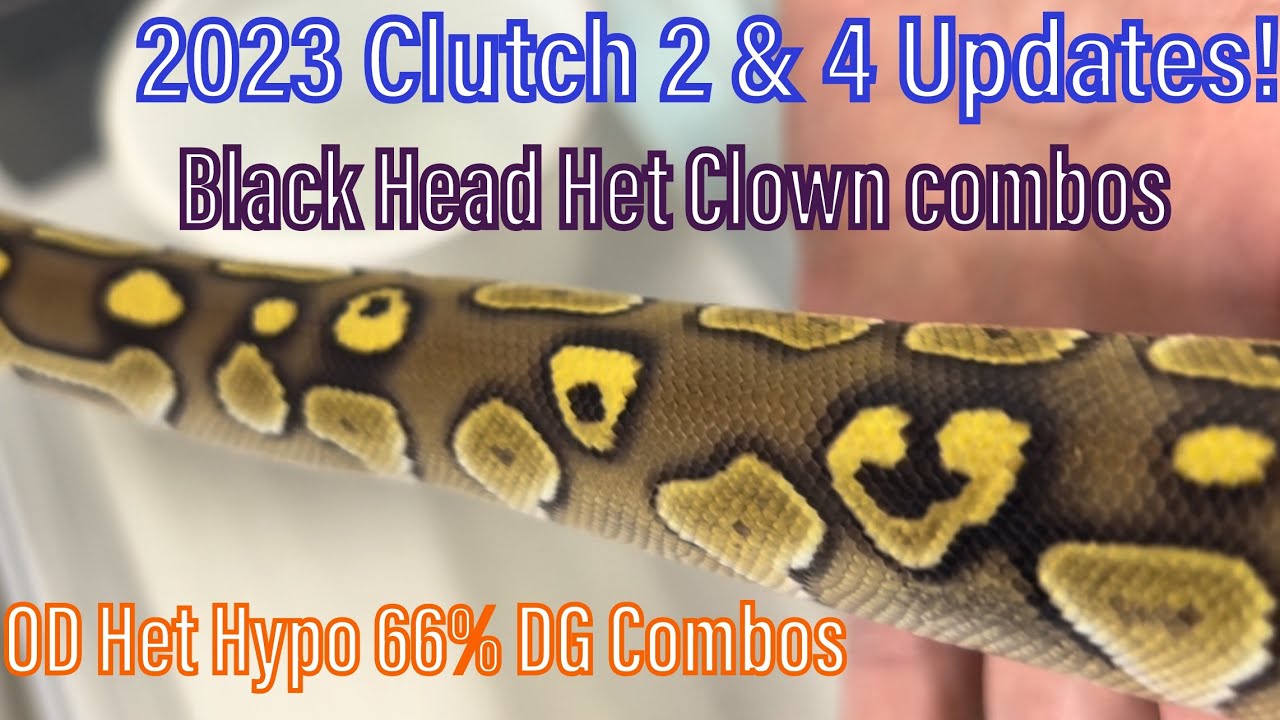 2023 Clutch 2 4 Updates Black Head Het Clown Combos Od Het Hypo