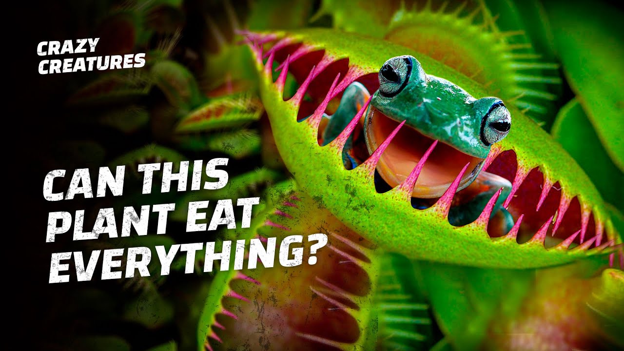 What Is The Weirdest Thing A Venus Flytrap Eats Youtube