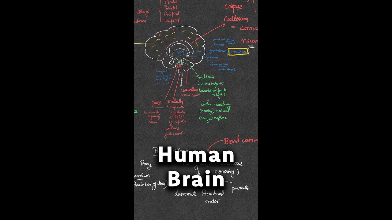 Human Brain Youtube