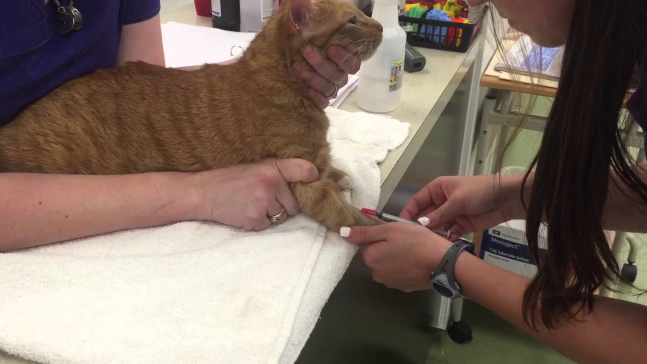 Cephalic Blood Draw Feline Youtube