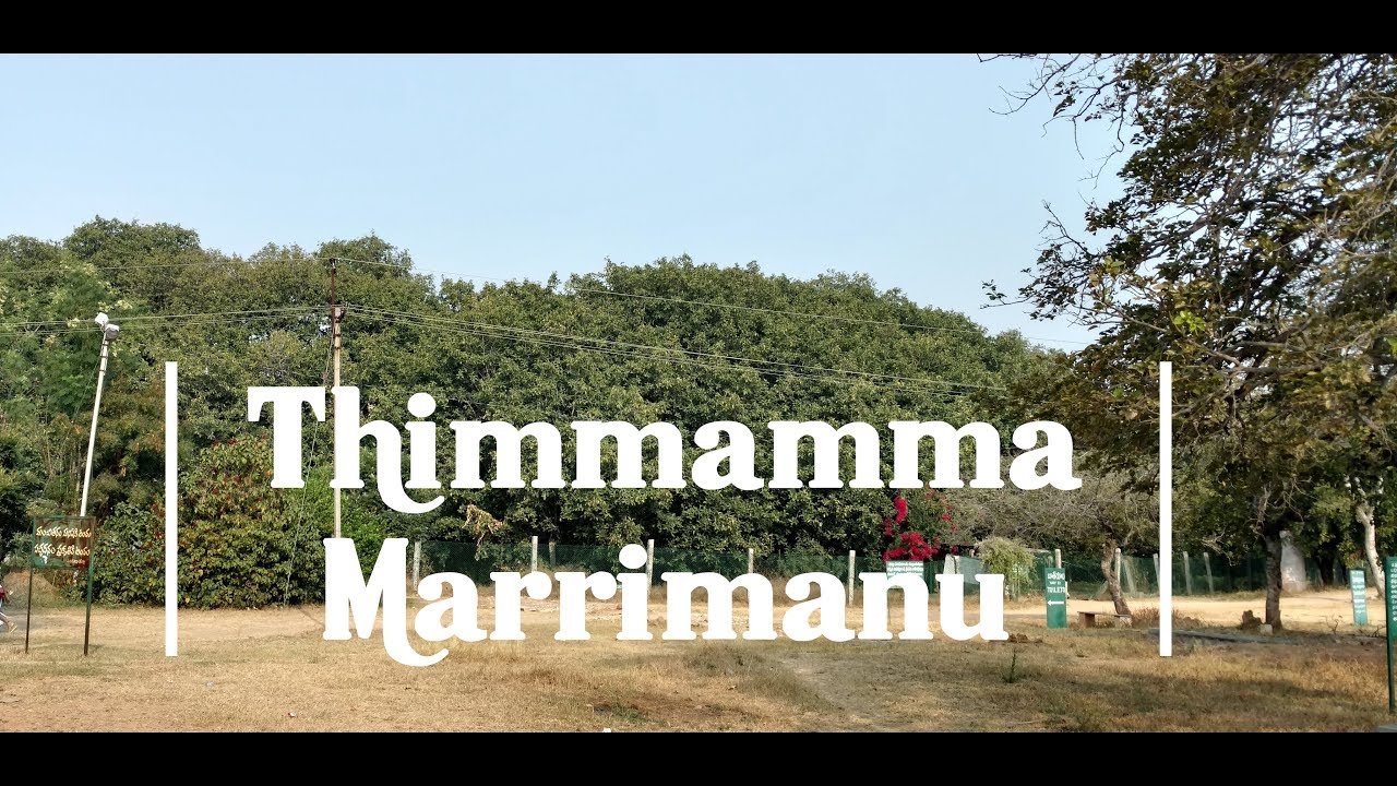 Biggest Banyan Tree In The World Thimmamma Marrimanu 53 Youtube