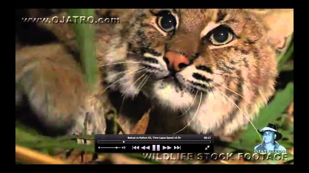 Bobcat Attacks Python Youtube