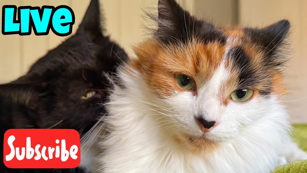 Tgif Friday Fluff Live Stream Youtube