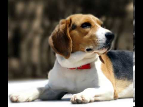 Beagle Facts Facts About Beagles Youtube
