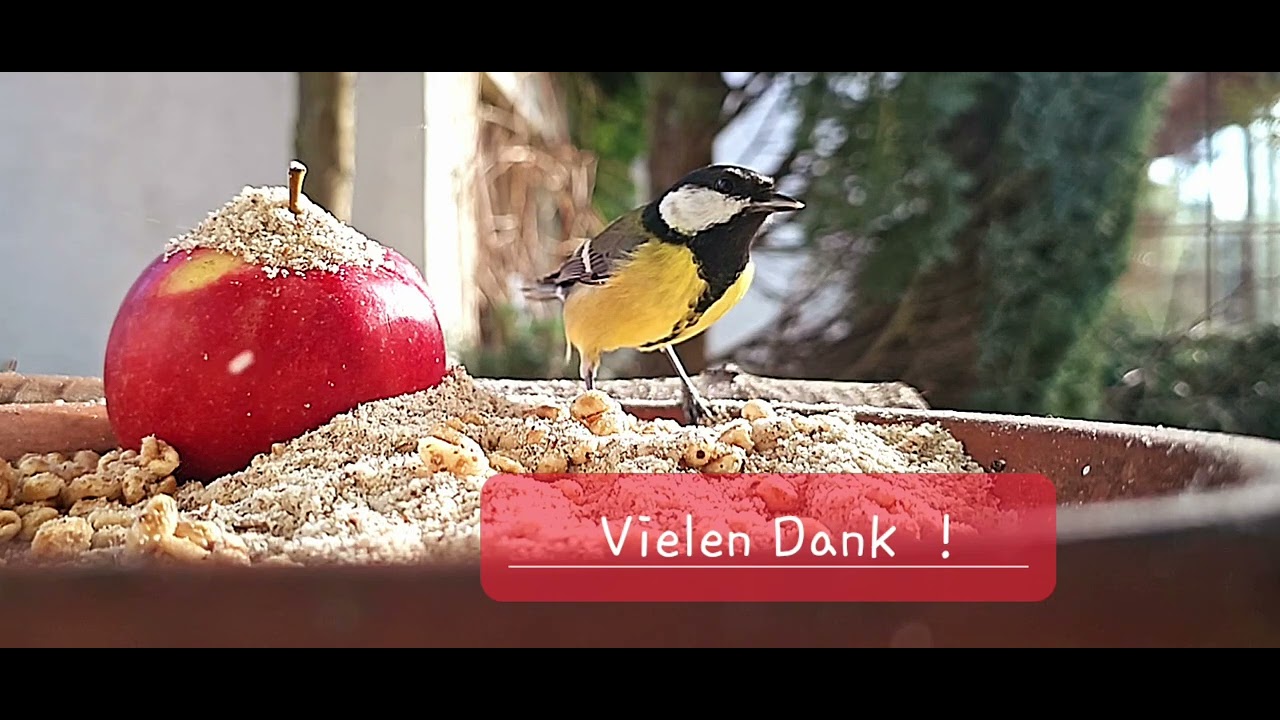Vielen Dank Youtube