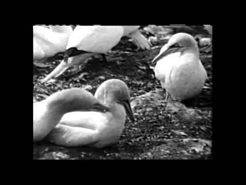 The Gannet Original 1963 Version Youtube