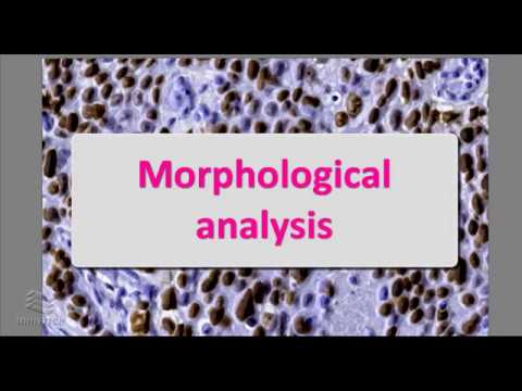 3dhistech How Nuclearquant Works Youtube