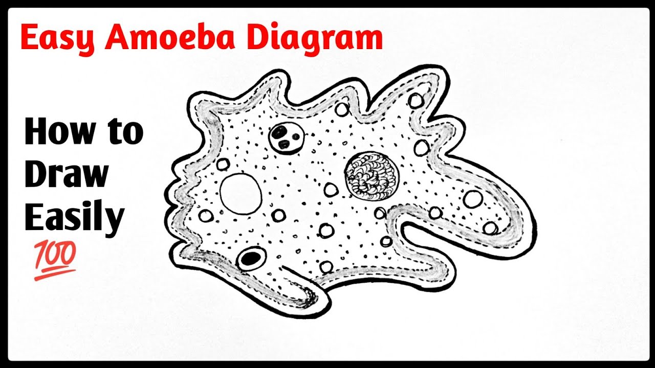 Amoeba Diagram Drawing Cbse Easy Way Labeled Science 50 Off