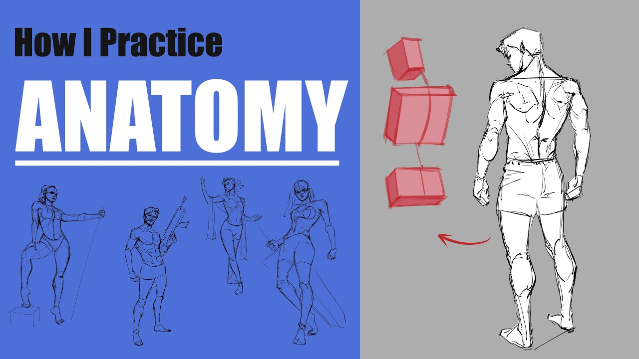 How I Draw Anatomy Helpful Art Tips To Get Started Youtube