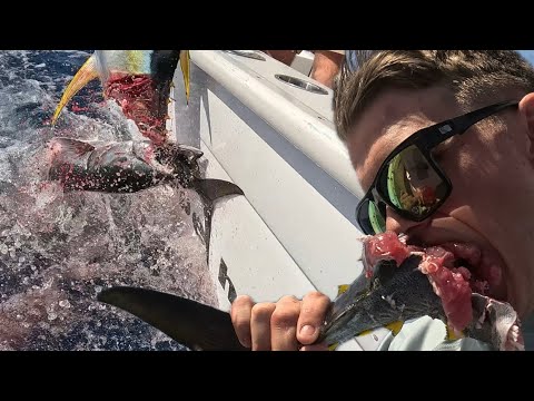 Crazy Tuna Action Youtube