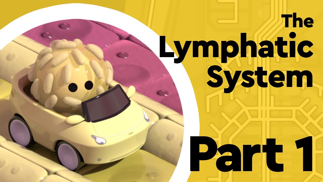 What Is The Lymphatic System Part 1 Anatomy And Physiology Youtube