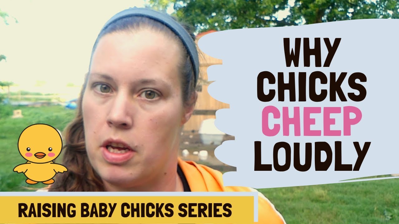 5 Reasons Baby Chicks Cheep Loudly Youtube