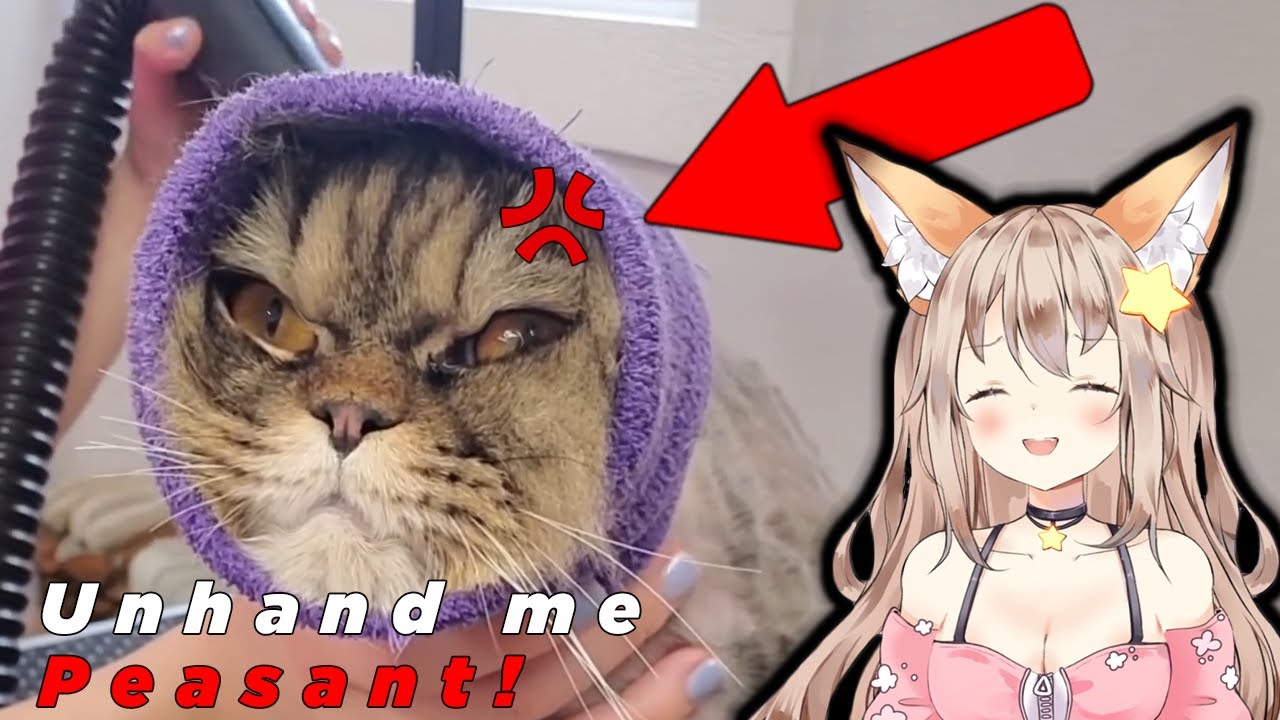 Annytf Watches Pet Grooming Videos Youtube