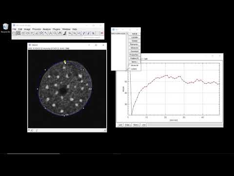 Quantification 2 Youtube