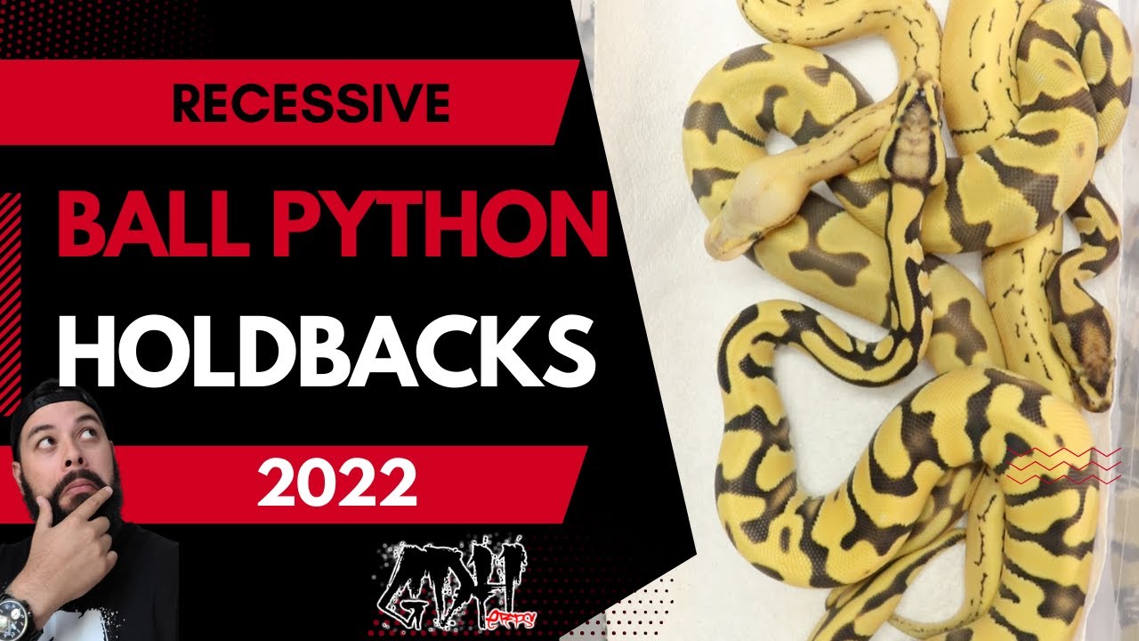 My 2022 Ball Python Holdbacks Pt 2 Recessives Youtube