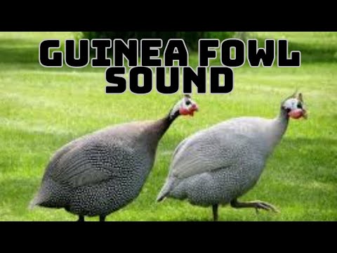 Guinea Fowl Sound Guinea Fowl Song Youtube