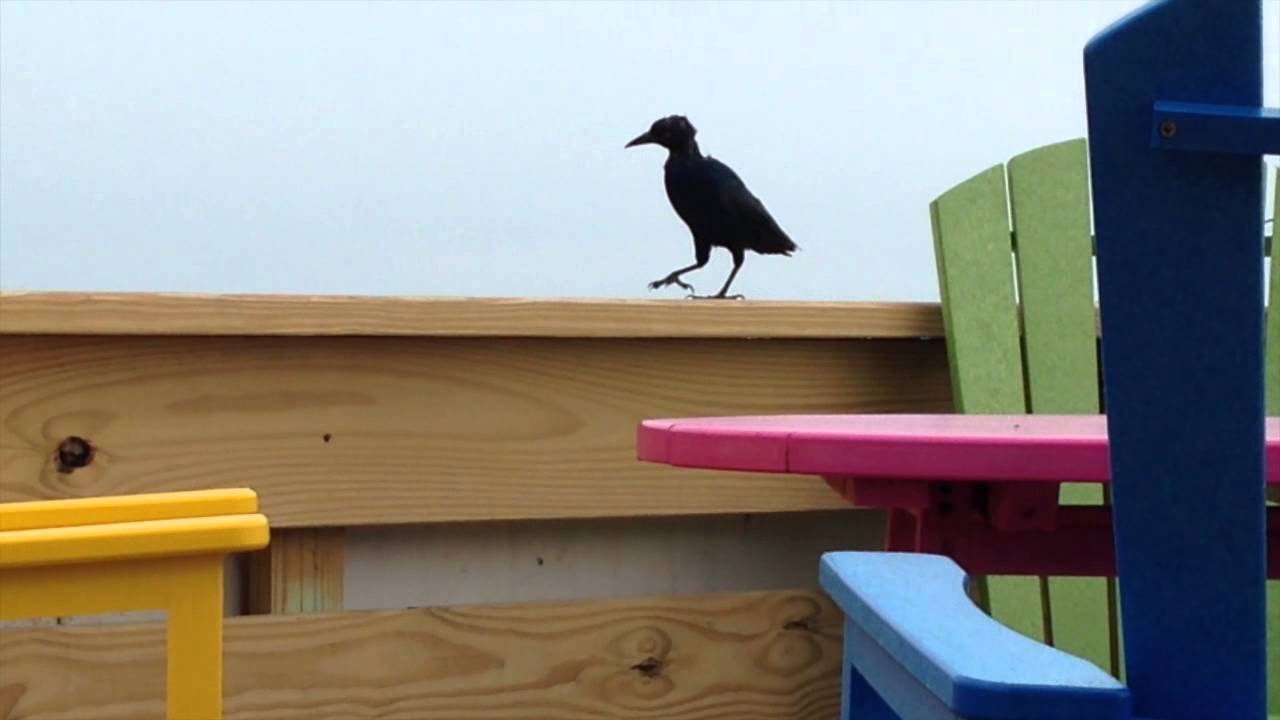 Boids Youtube
