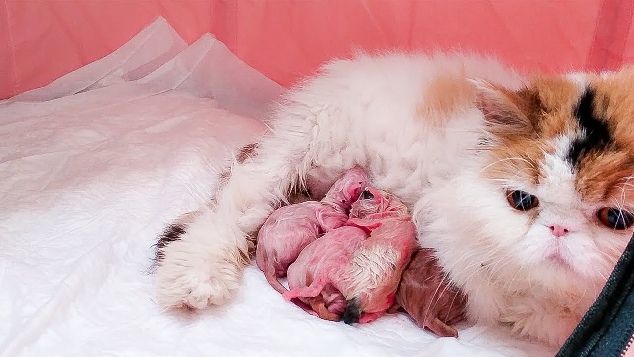 Cat Giving Birth Process At Amy Dieter Blog