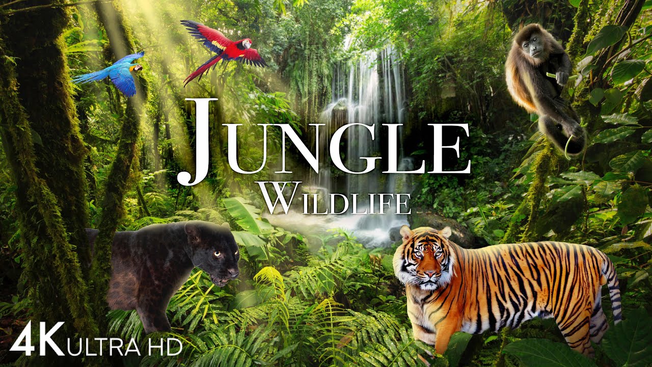Jungle Wildlife In 4k Animals That Call The Jungle Home Rainforest