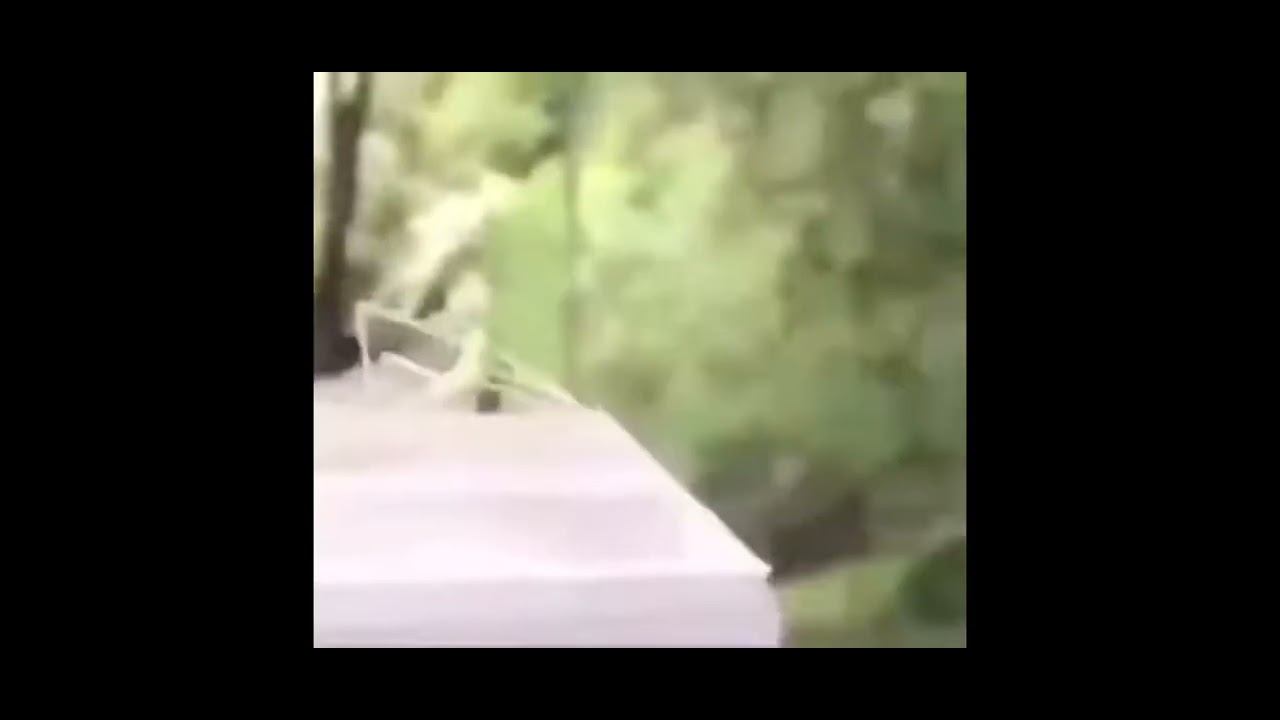 Stick Bug Dance Youtube