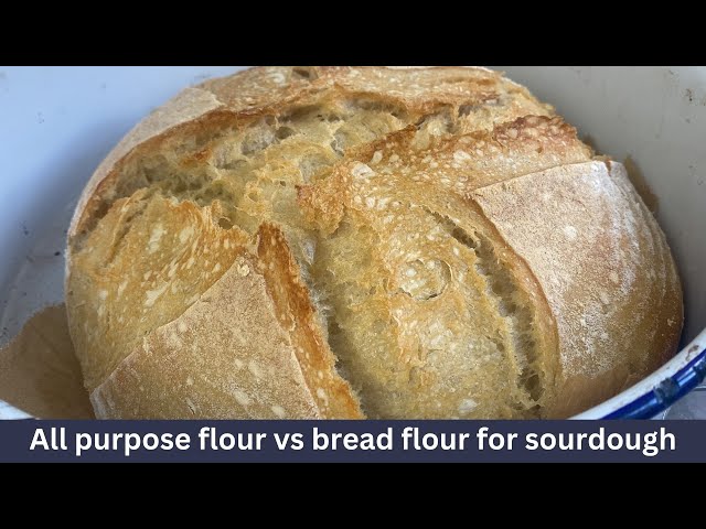 Sourdough Bread Recipe With Starter And All Purpose Flour Infoupdate Org
