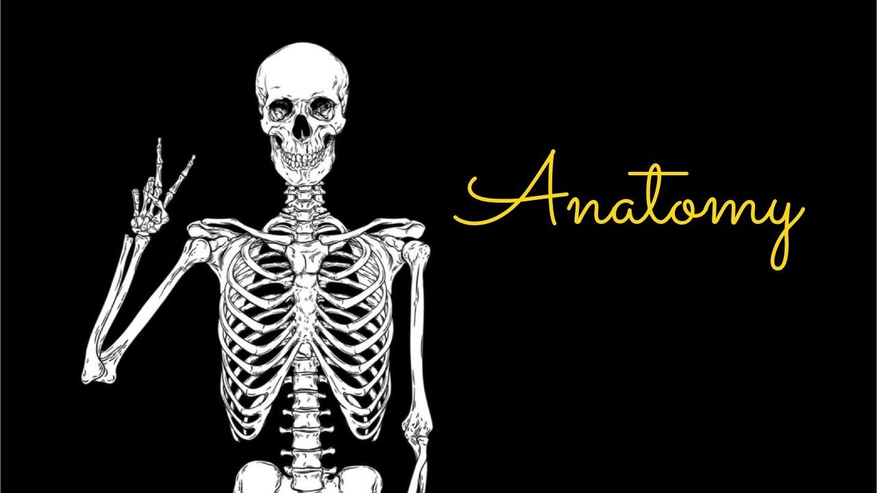 Anatomy 1 Youtube