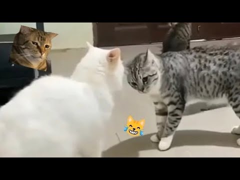 Funny Cats 12 Youtube