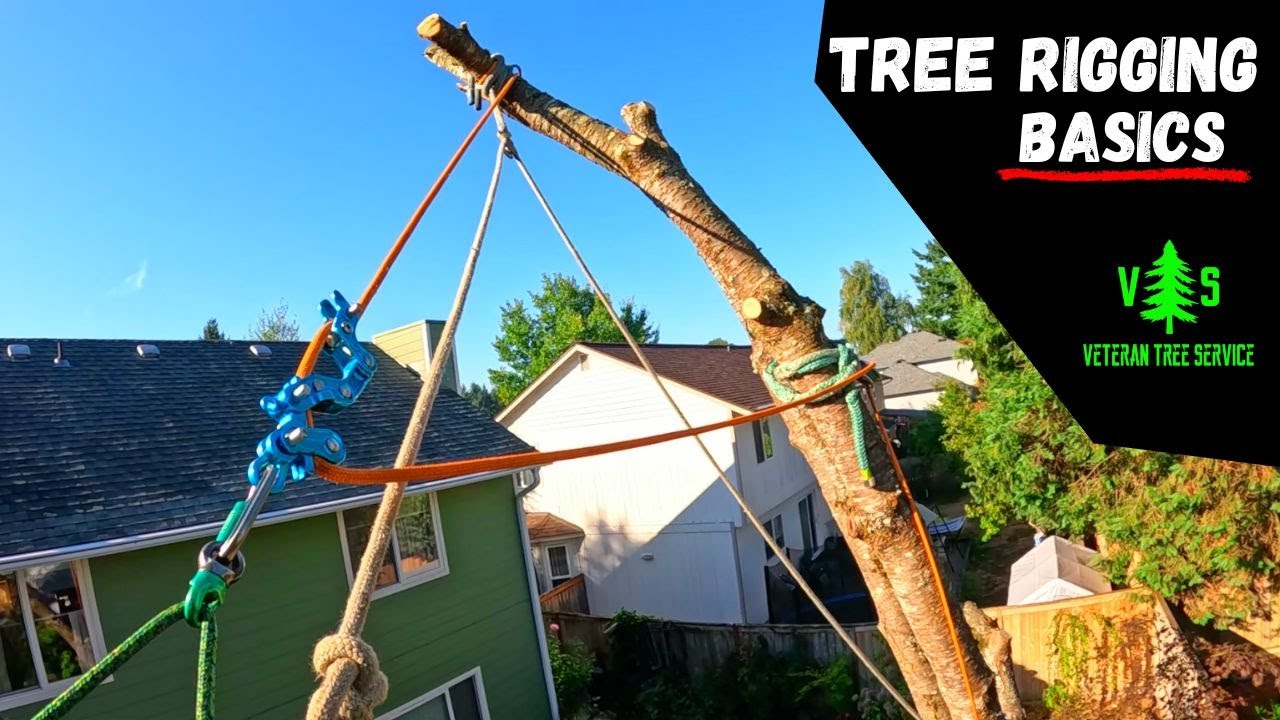 Rigging Down A Tree In A Tiny Backyard Youtube