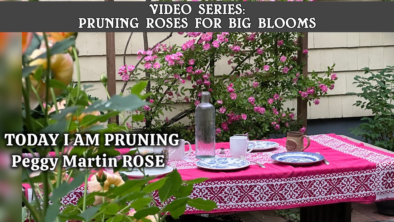 Peggy Martin Rose Pruning 源 Spring Vs Fall Youtube
