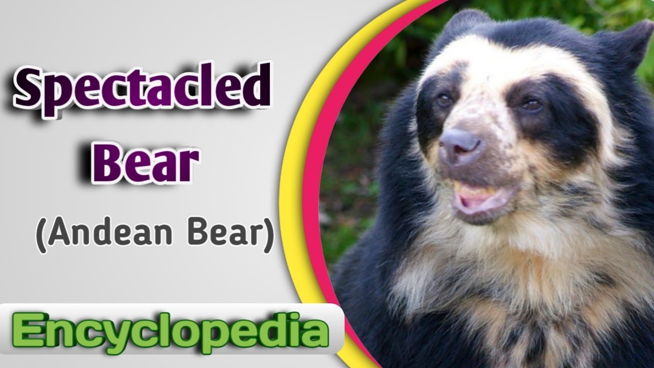 Spectacled Bear Andean Bear Audio Video Encyclopedia Youtube