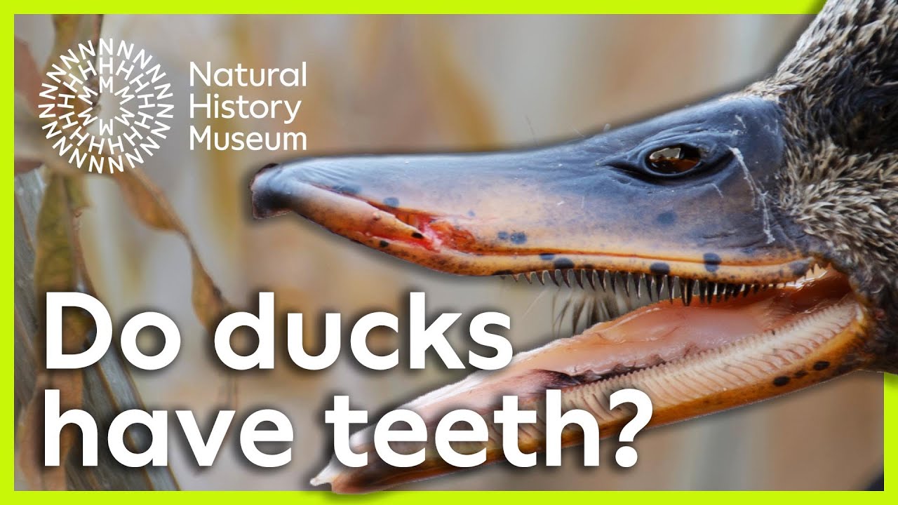 Mallard Duck Teeth Head Of Scary Male Mallard Duck With Teeth Stock