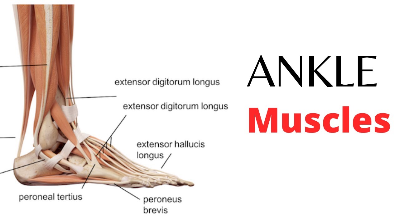 Ankle Anatomy Muscles Foot Ankle Anatomy Golden State Orthopedics