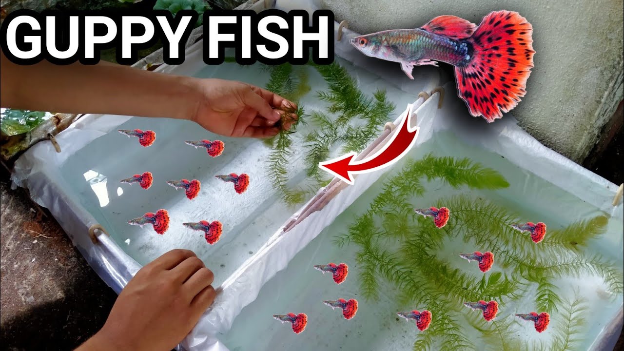 Guppy Breeding Tank Set Up At Patsy Jackson Blog
