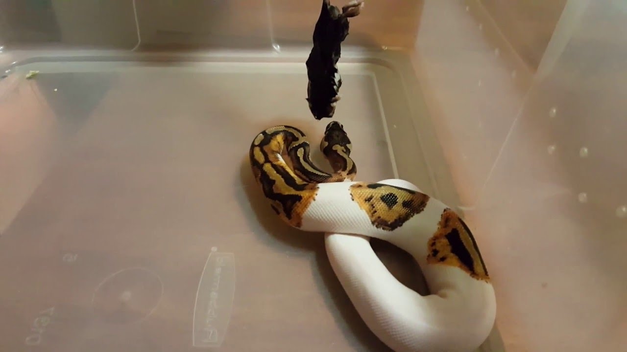 Piebald Ball Python Striking Youtube