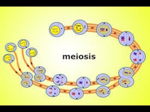 Meiosis Grade 12 Biology I And Ii Youtube