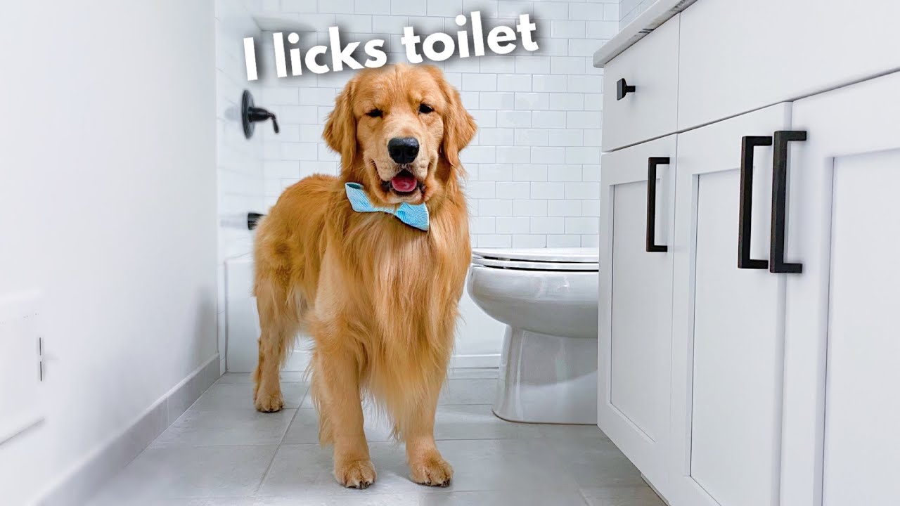 Weird Things My Dog Does At Asha Vang Blog