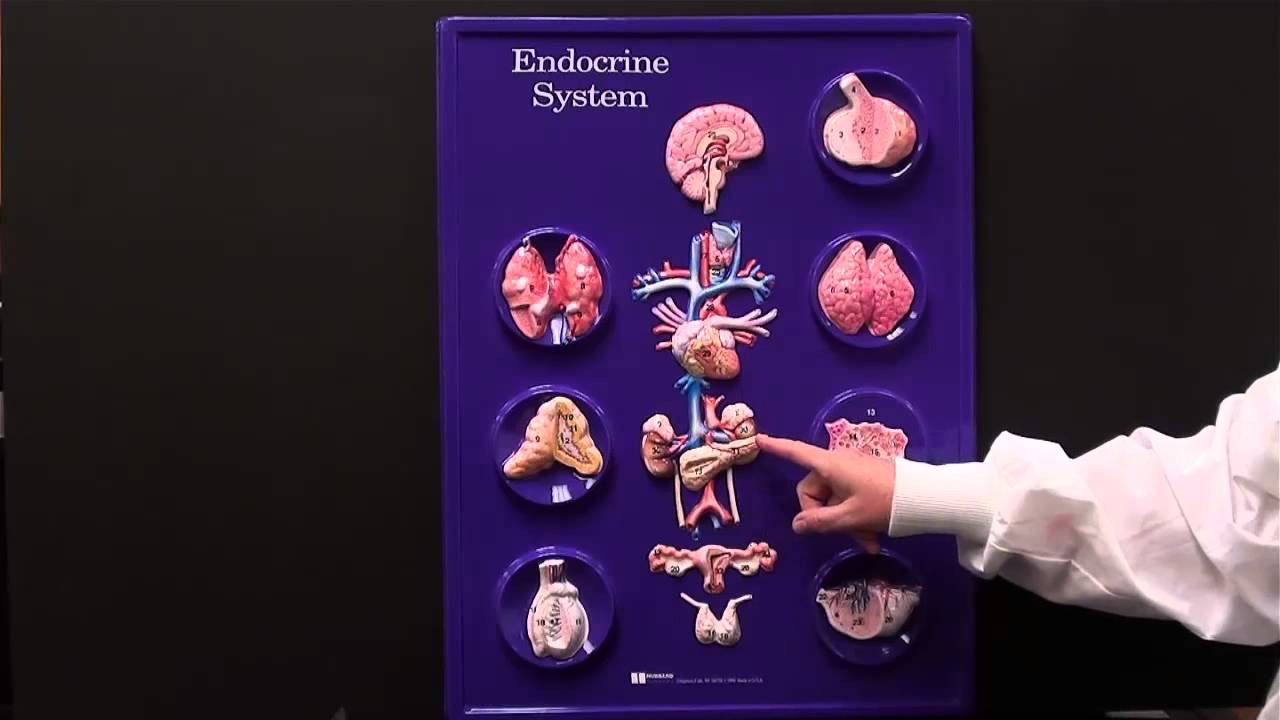 Endocrine System Model Labeled