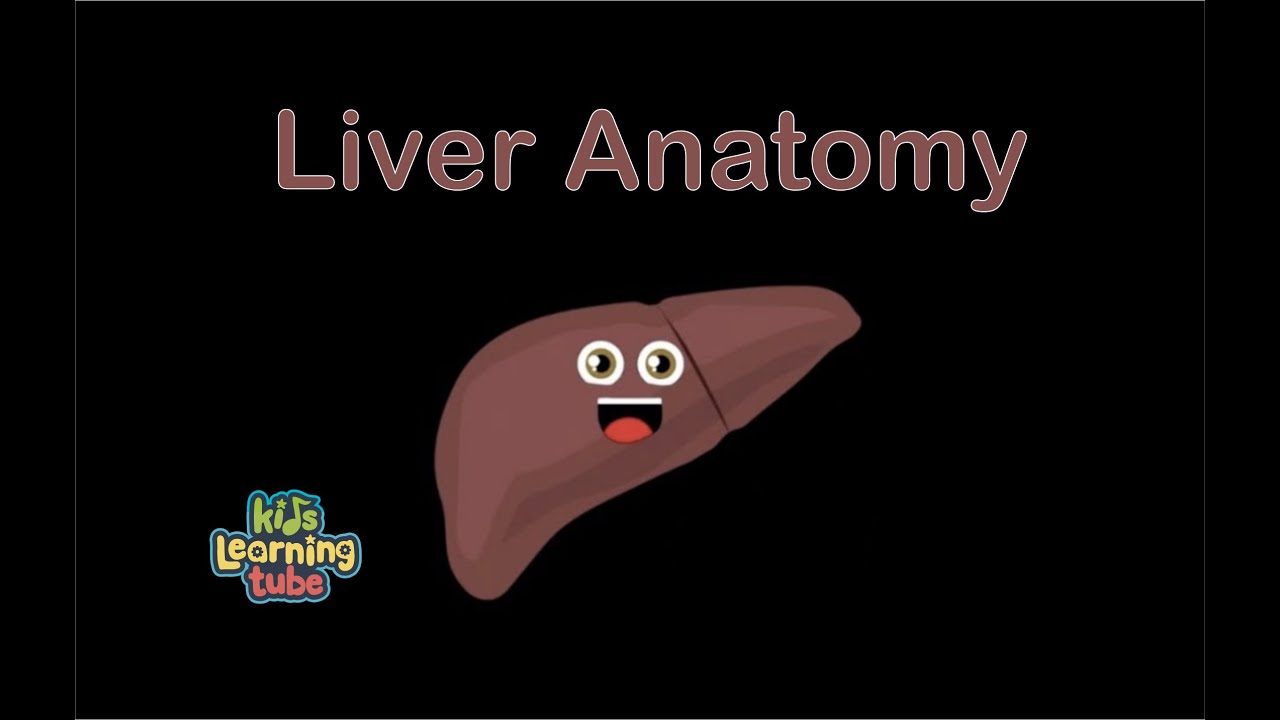 The Liver Anatomy Song Youtube